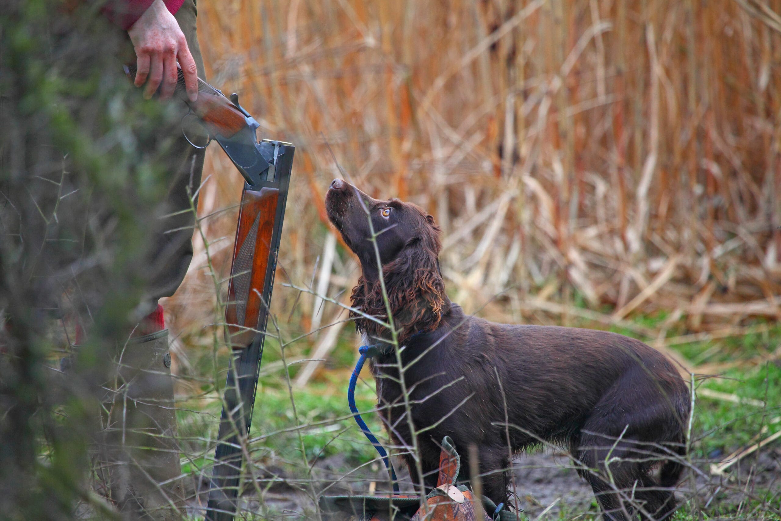 About – Volucris Gun Dog Training